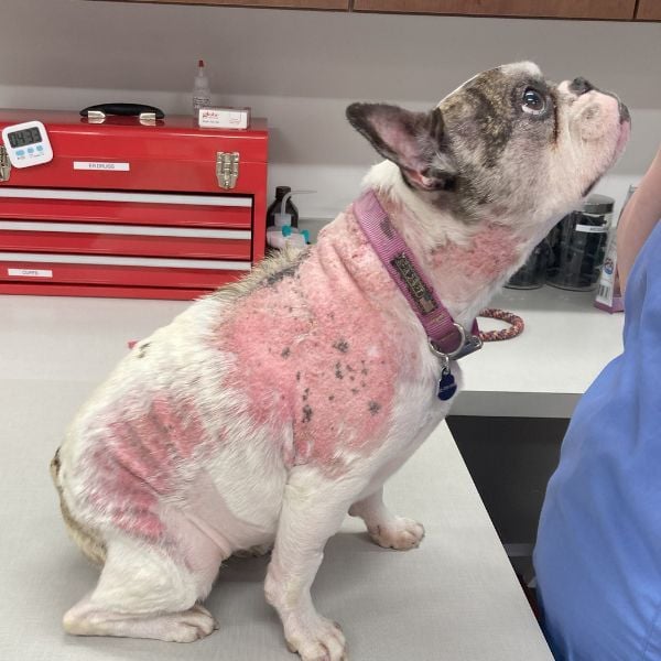 Calcinosis Cutis in Dogs | Preventive Vet